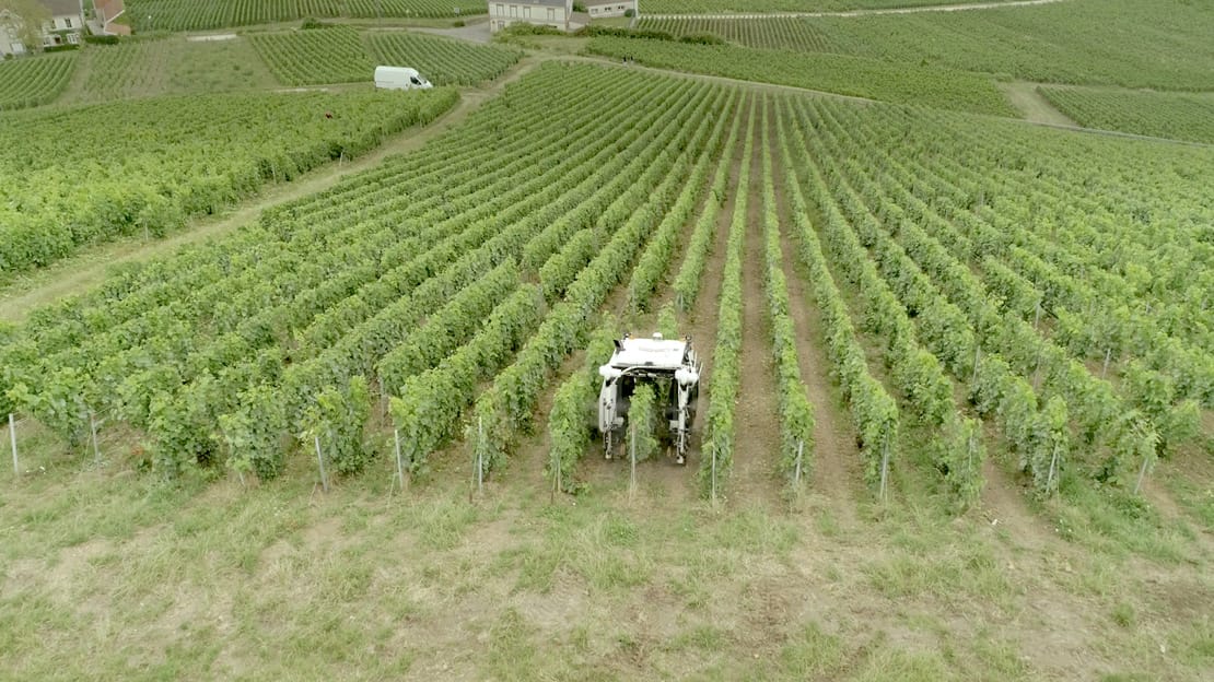 Vineyard - Viticulture
