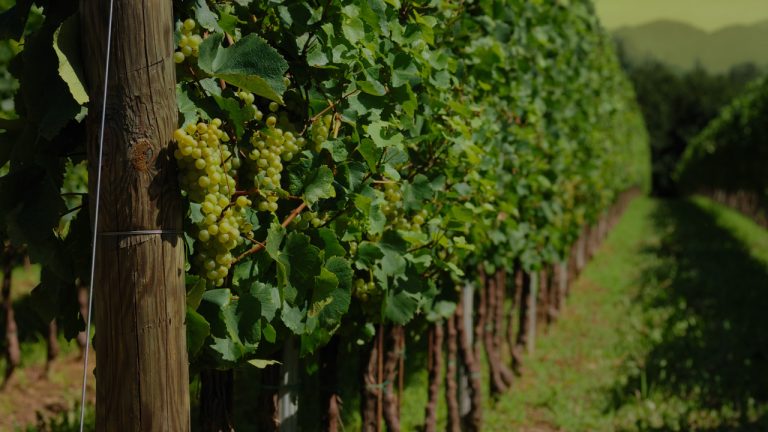 Vineyard - Viticulture