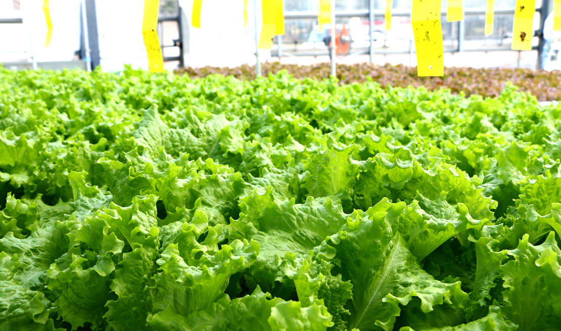 Global G.A.P. Certification for Farms is Good for People and the ...