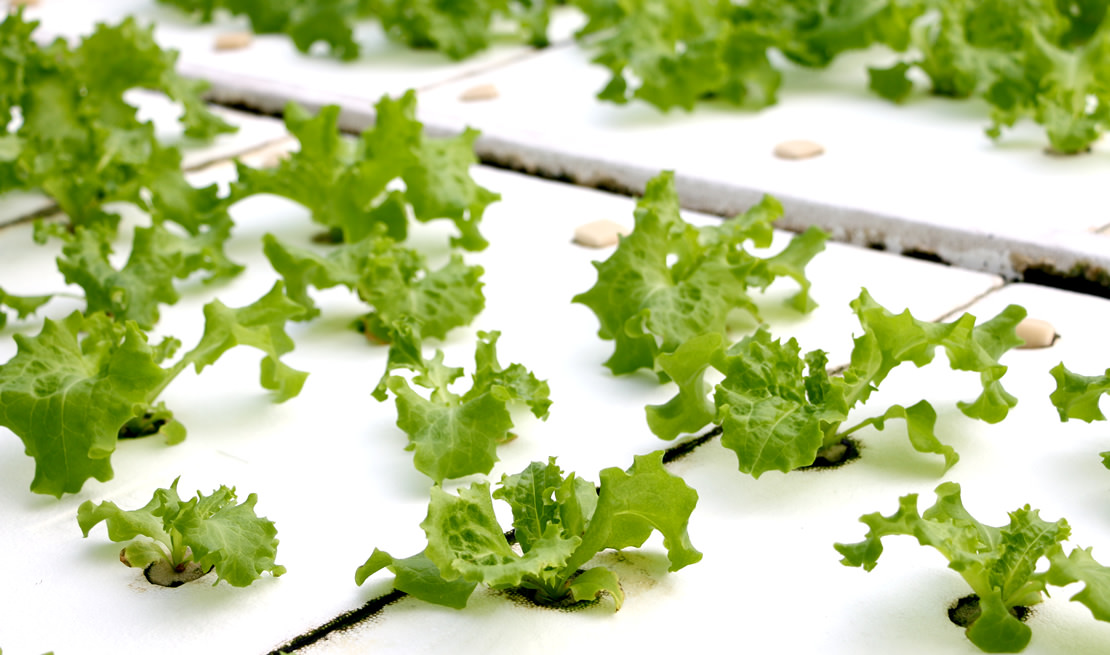 Global G.A.P. Certification for Farms is Good for People and the ...