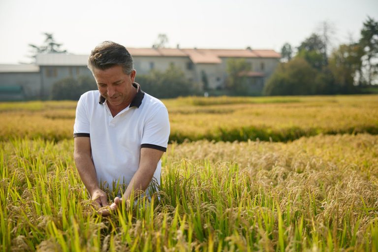 Cultivating Innovation on the European Sake Rice Journey｜Y media｜YANMAR