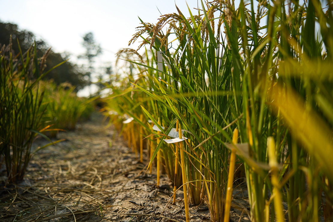 Cultivating Innovation on the European Sake Rice Journey｜Y media｜YANMAR