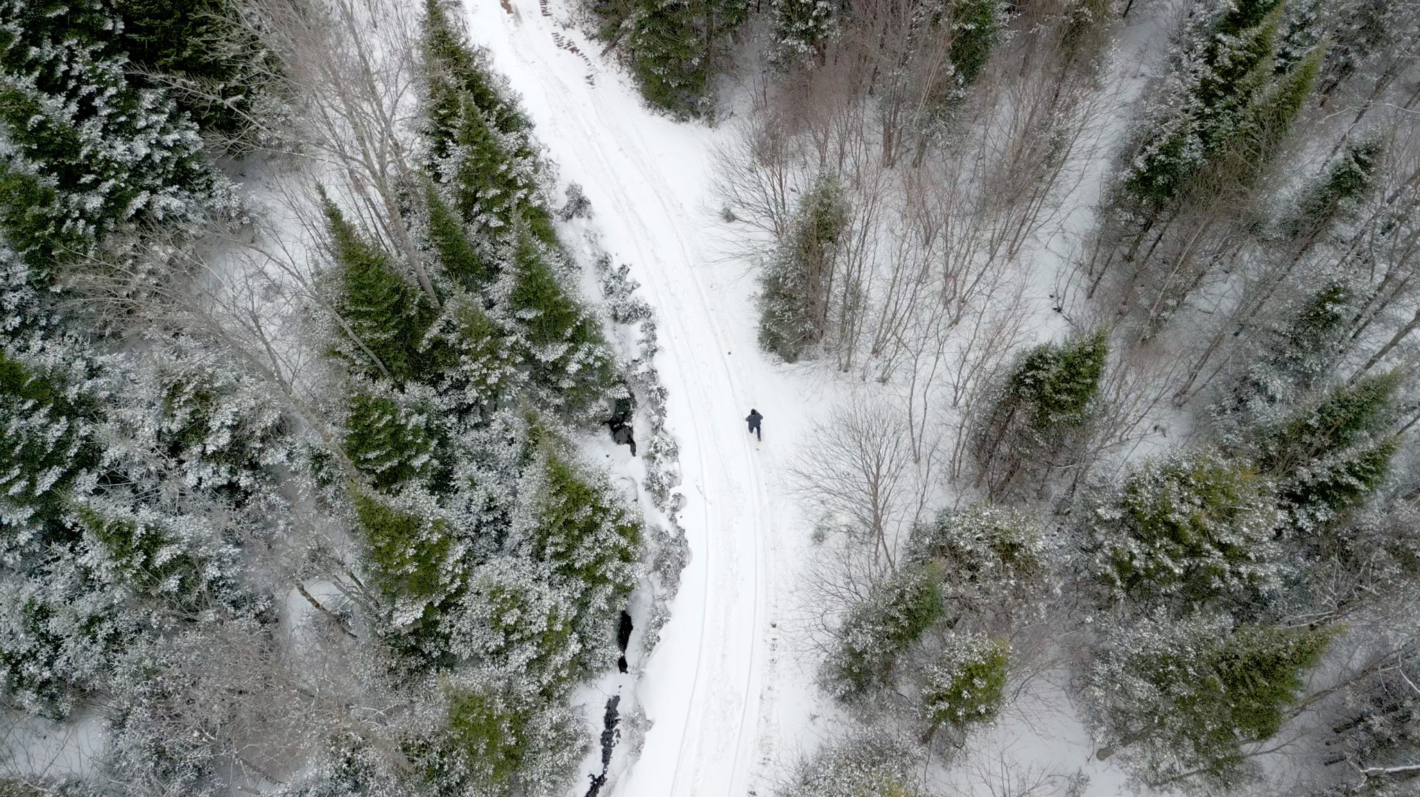 Tapping into Tradition: Sustainable Forestry in Quebec’s Maple Forests ...