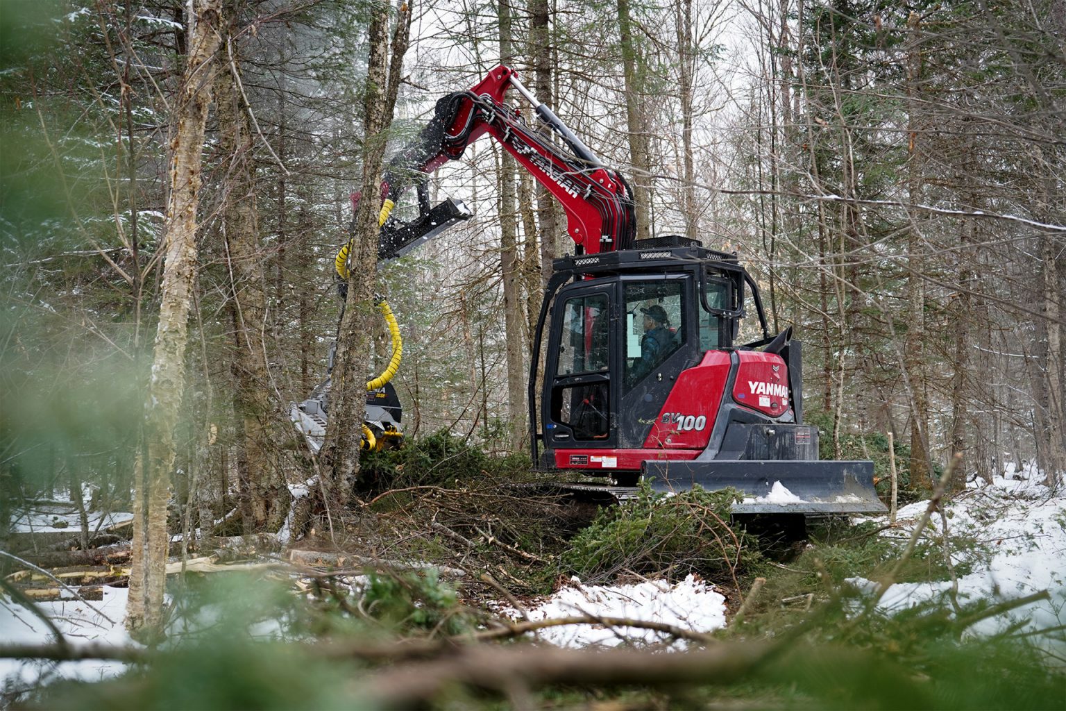 Tapping into Tradition: Sustainable Forestry in Quebec’s Maple Forests ...